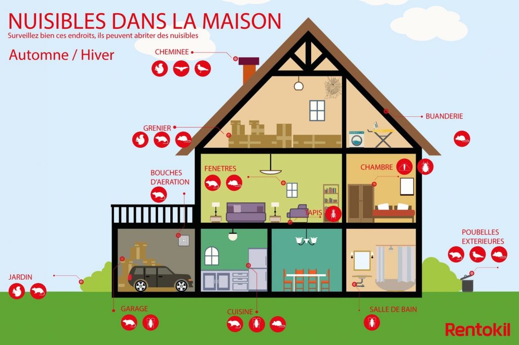 Insectes nuisibles dans la maison : savoir les identifier | EnVille ...
